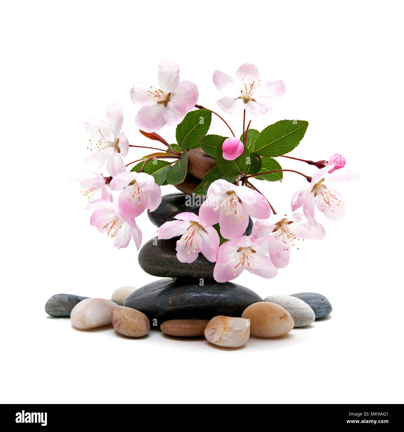 Spa stones with flowers isolated on white background Stock Photo - Alamy