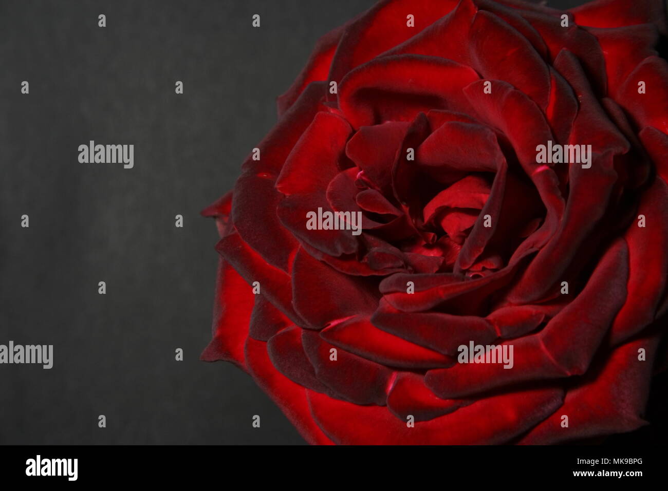 Dark Red Rose Stock Photo - Alamy