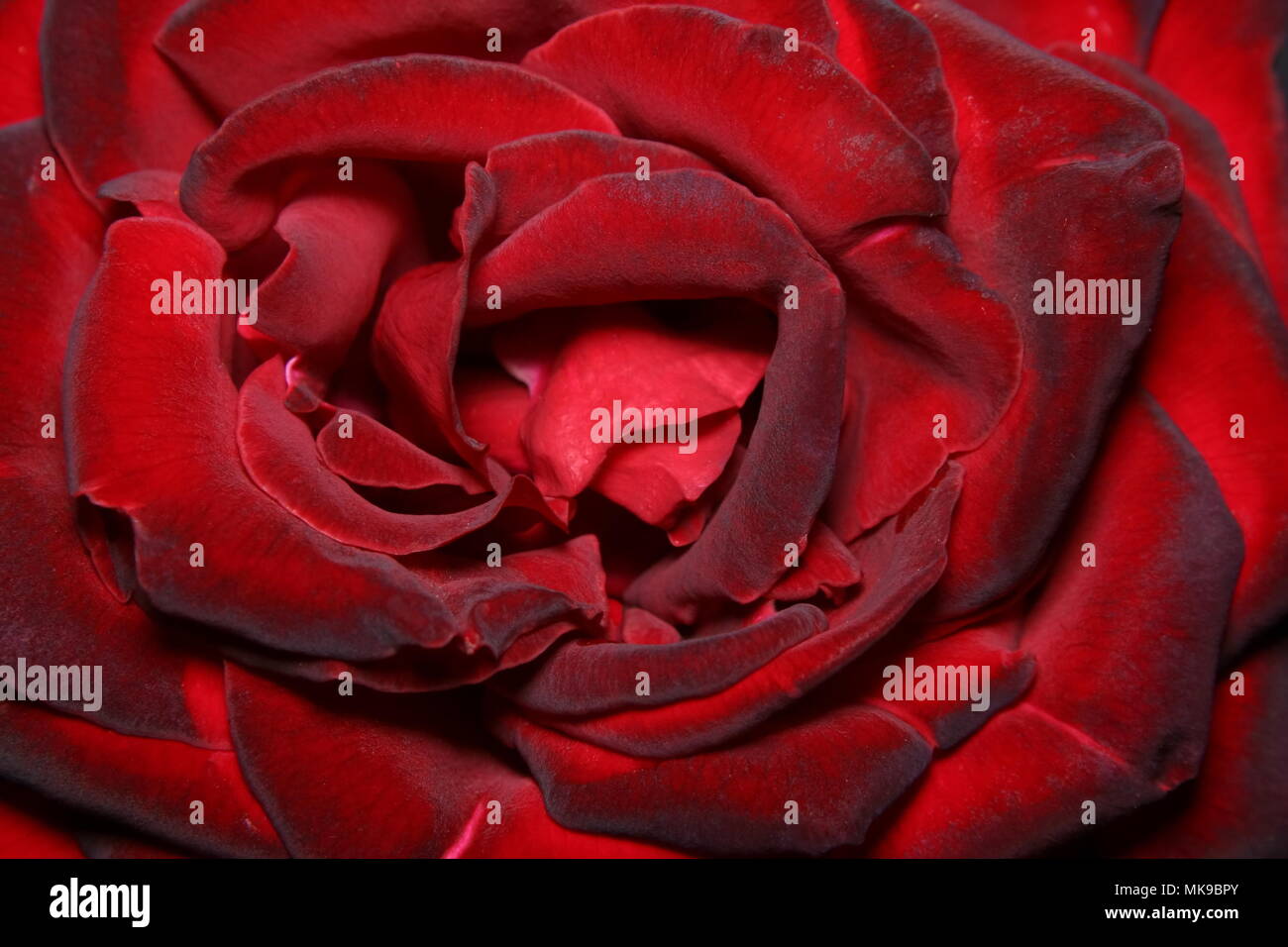 Dark red rose hi-res stock photography and images - Alamy
