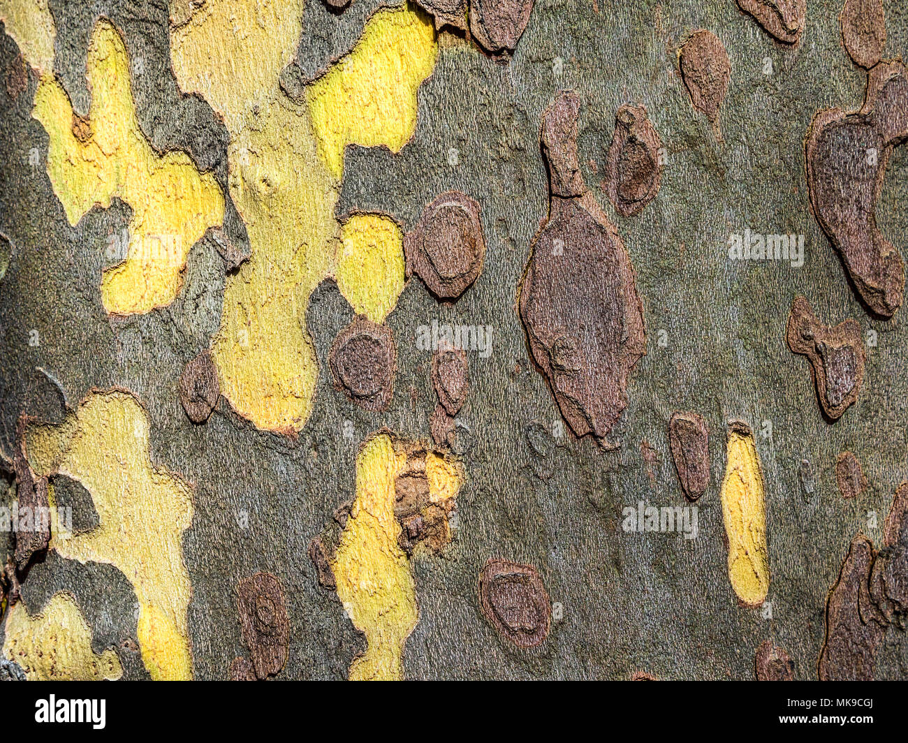 Sycamore tree trunk hi-res stock photography and images - Alamy