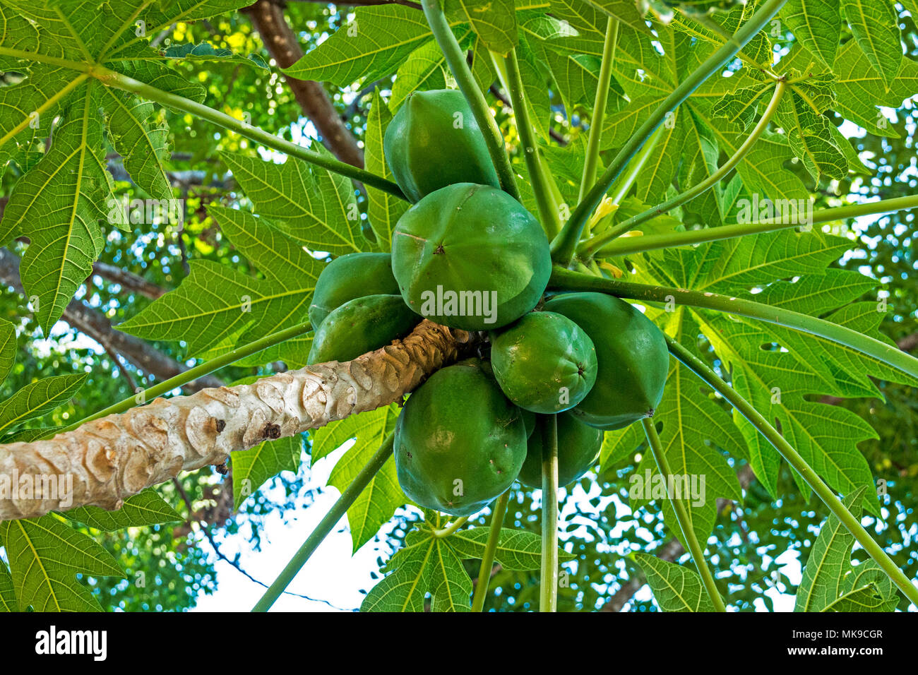 Green pawpaw hi-res stock photography and images - Alamy