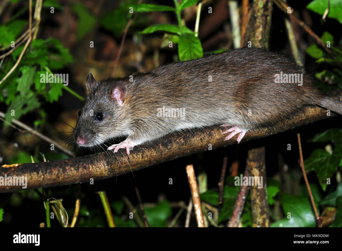 Brown rat rattus norvegicus widespread hi-res stock photography and ...