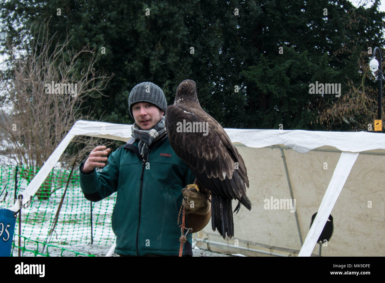 Falcon bird man holding big bird large feathers beak type claws flight ...