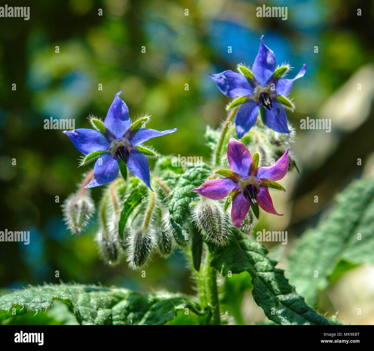 borage plant pink blue Stock Photo - Alamy