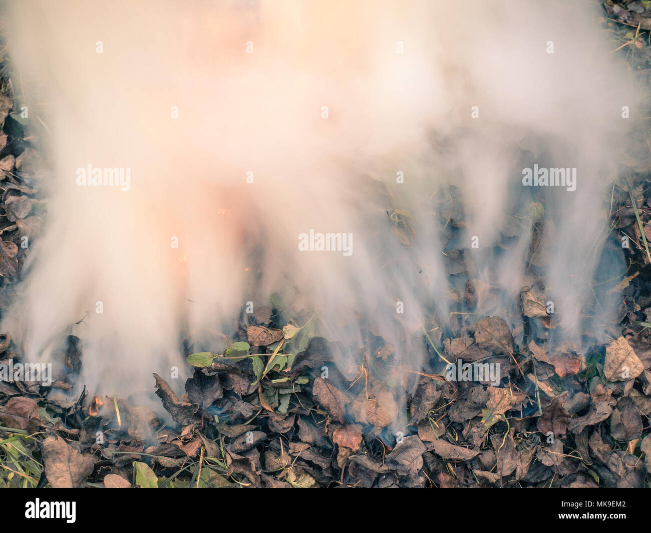 Last years fallen leaves hi-res stock photography and images - Alamy