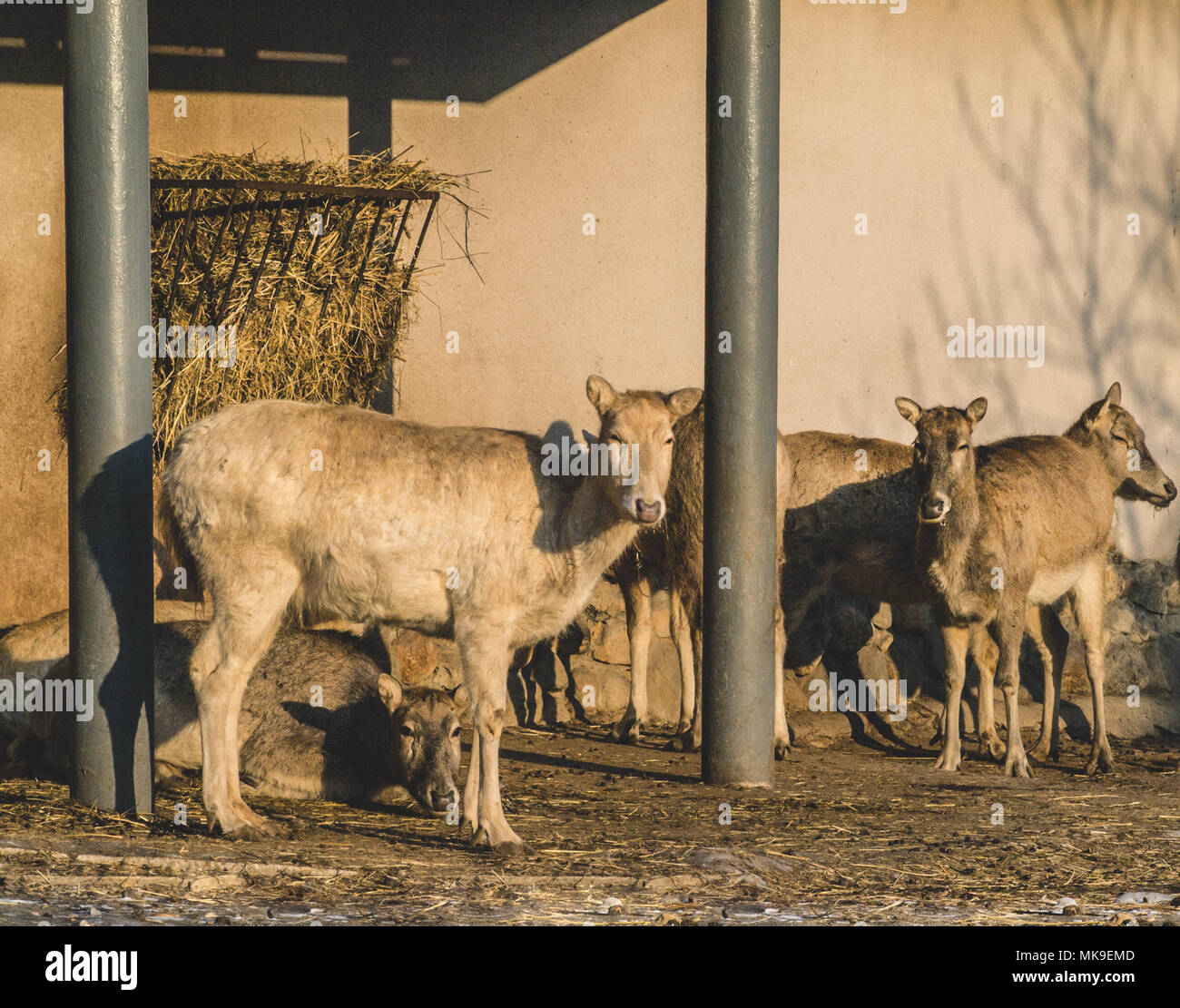 Farming mutton hi-res stock photography and images - Alamy