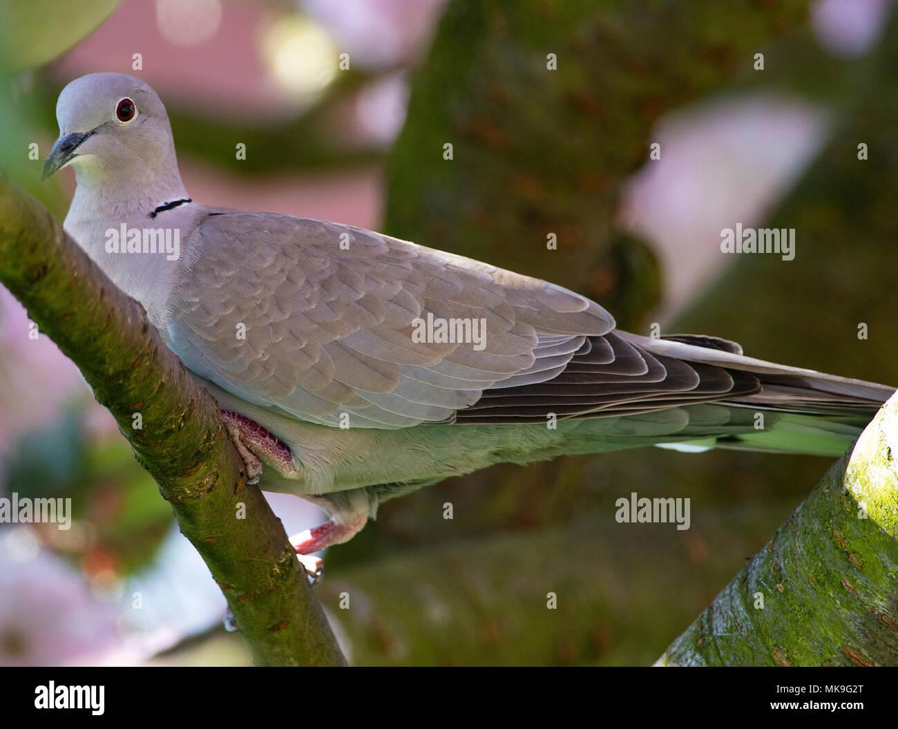 Adult Collared Dove Perching in a Flowering Cherry Tree in a Garden at ...