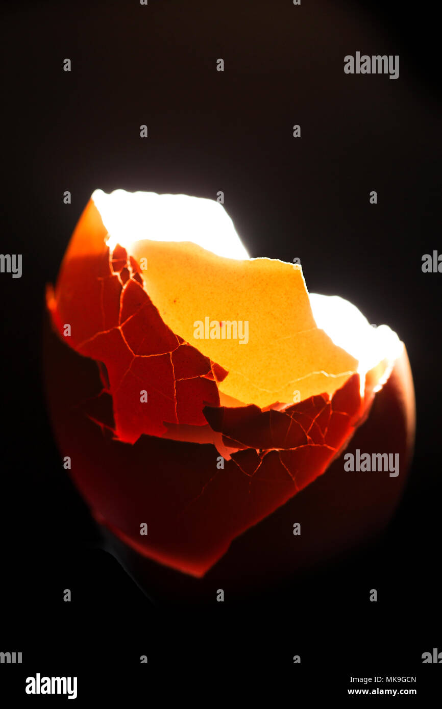 macro work for egg shells Stock Photo - Alamy