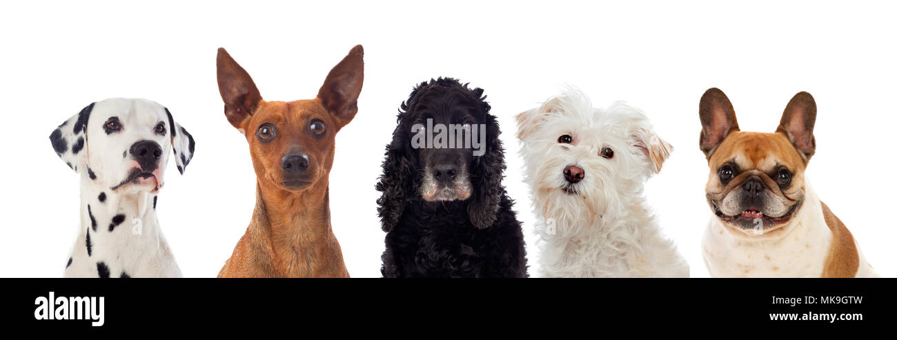 Differents dogs looking at camera isolated on a white background Stock ...