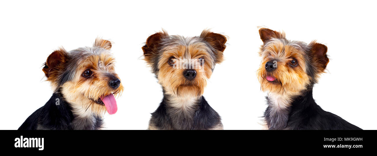 Three equal dogs looking at camera isolated on a white background Stock ...