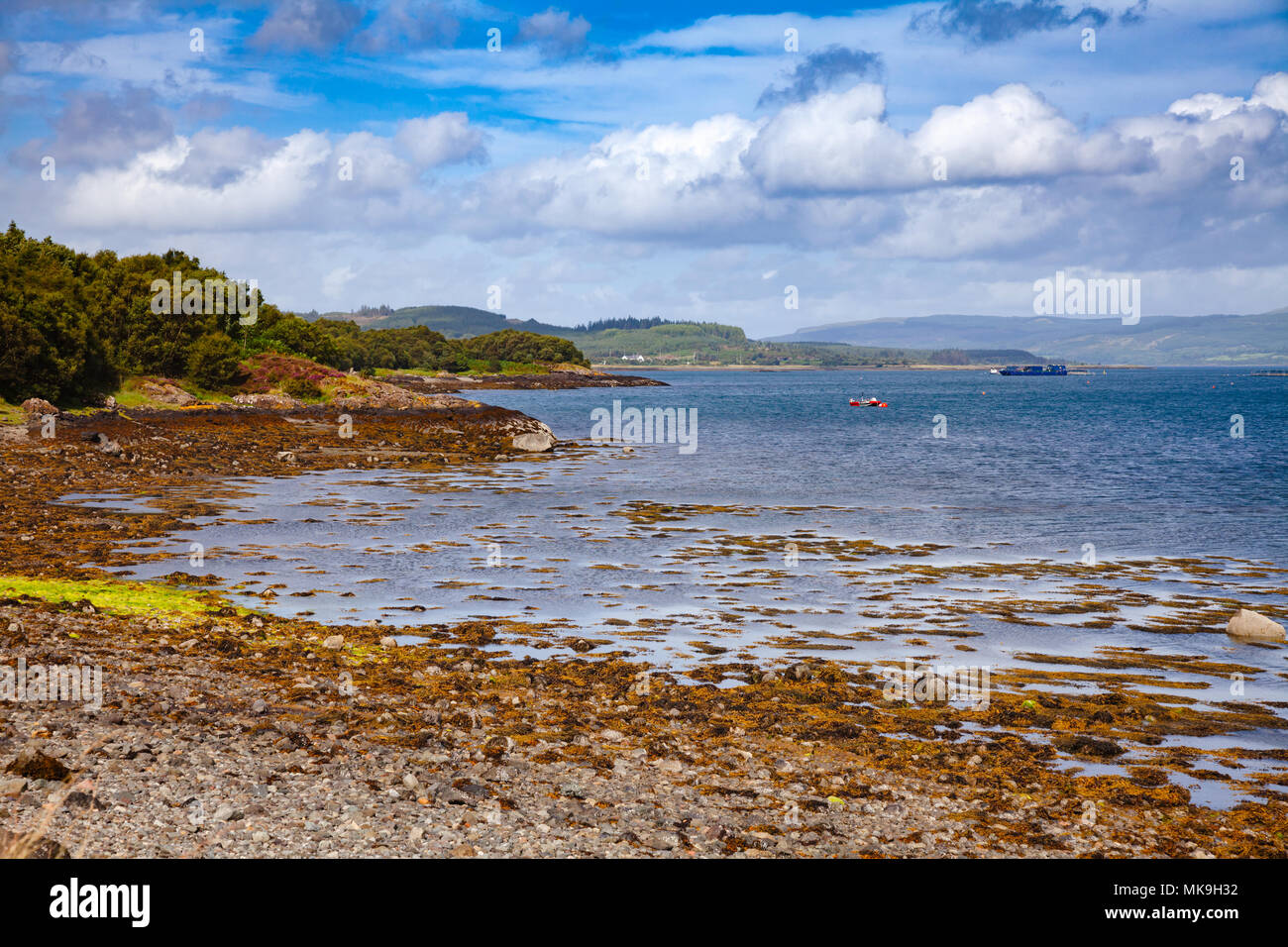 Seaweed washed out at Isle of Mull coast near Craignure, Sound of Mull ...