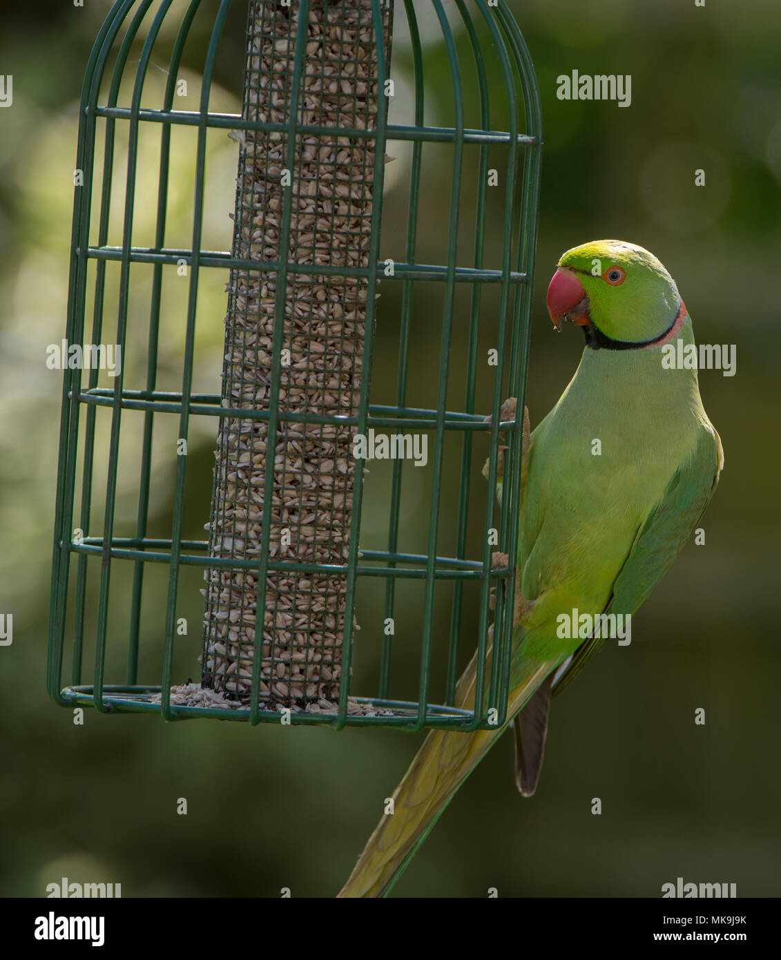 British naturalised parrot species hi-res stock photography and images ...