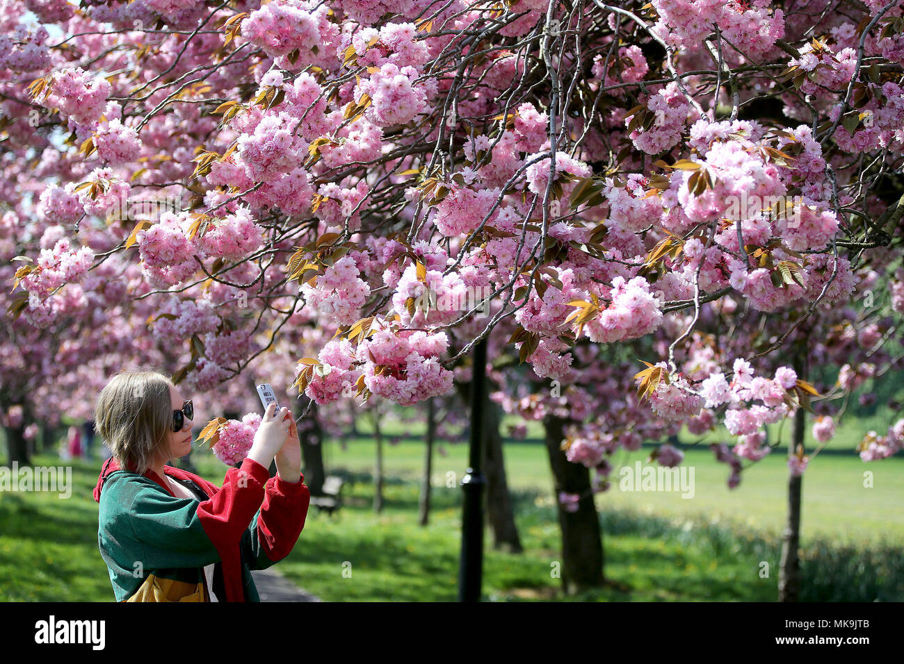 Harrogate stray blossom hi-res stock photography and images - Alamy