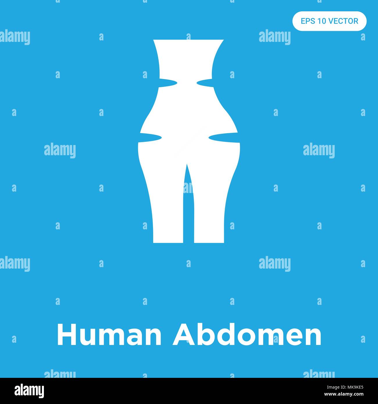 Human Abdomen vector icon isolated on blue background, sign and symbol ...