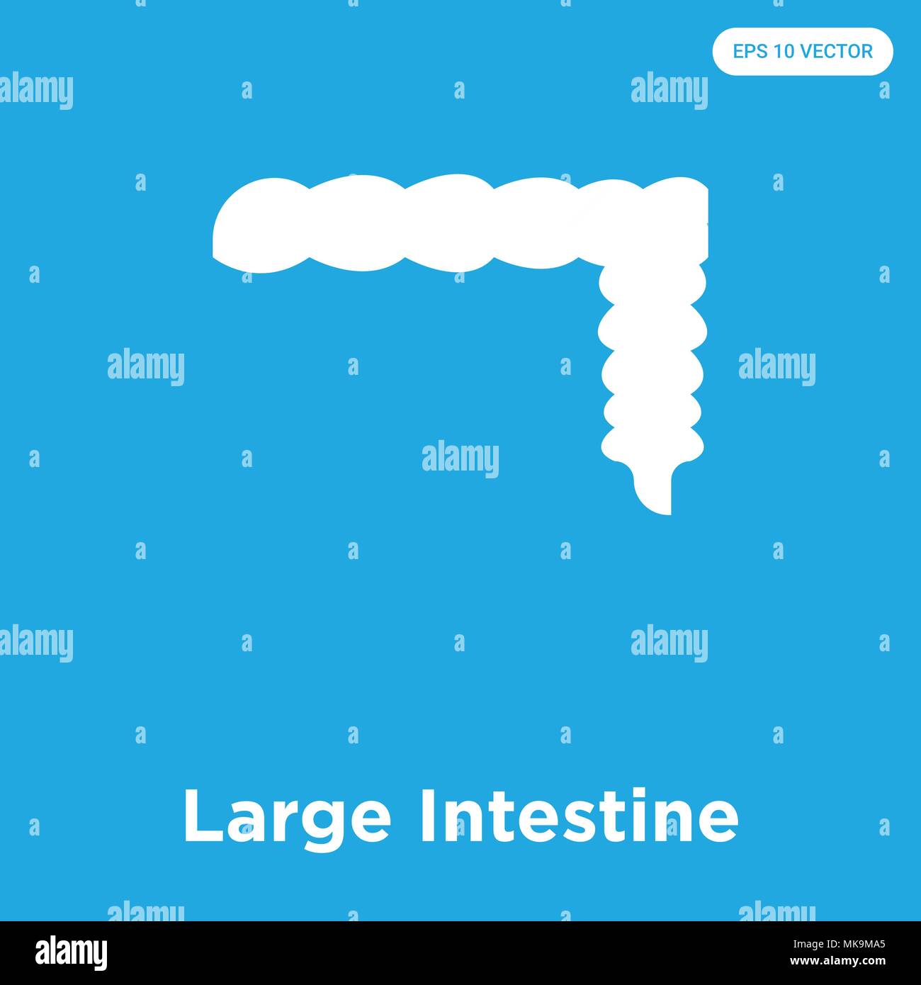 Large intestine clean hi-res stock photography and images - Alamy