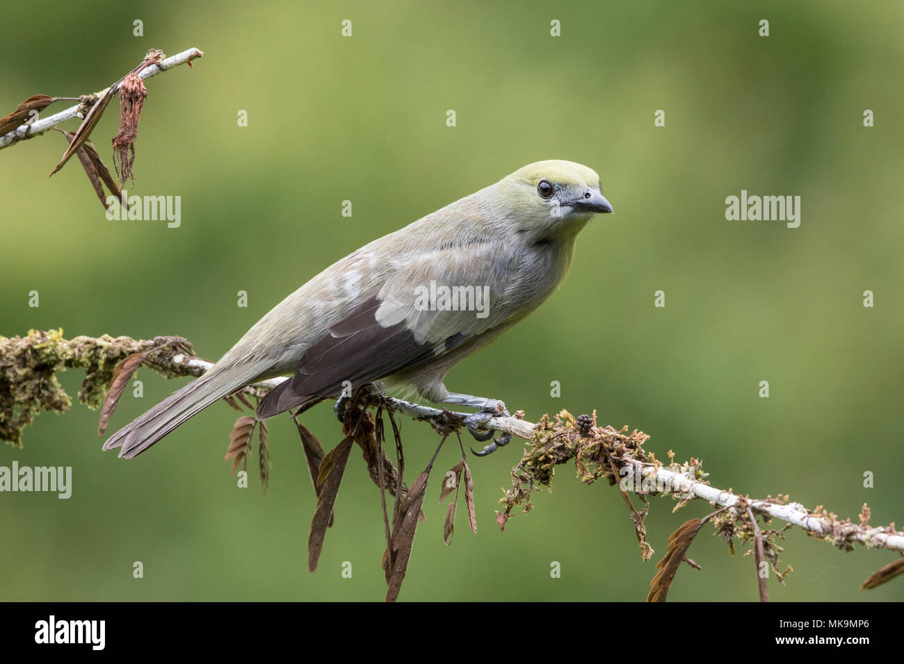 palm tanager Thraupis palmarum adult perched on moss-covered branch ...