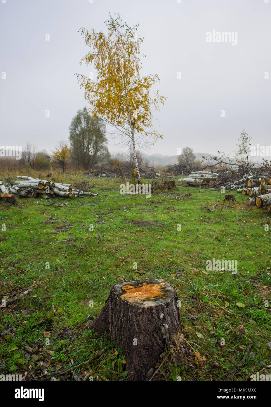 Europe Deforestation