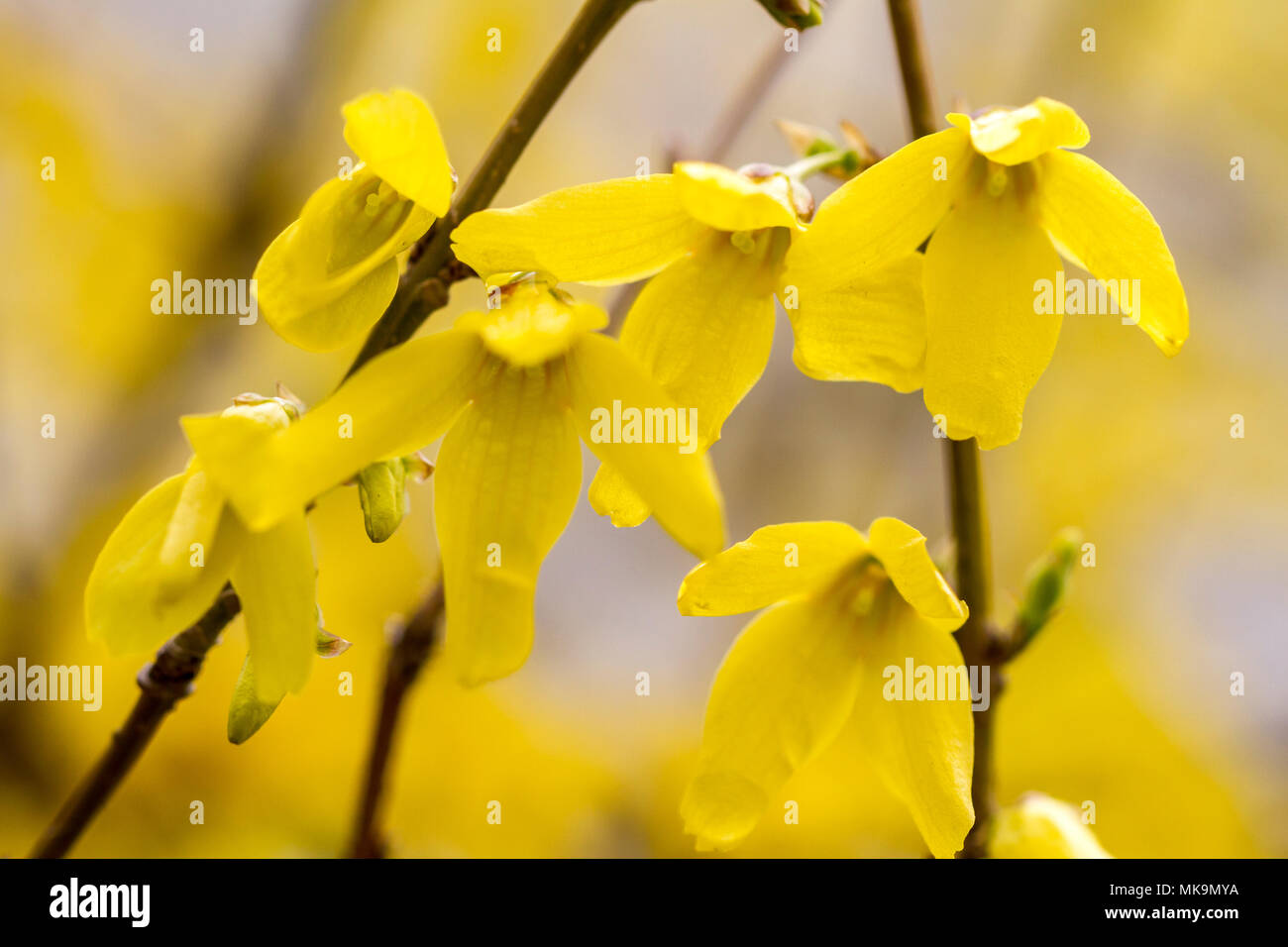 Yellow flowers of forsythia tree, spring gentle artistic image Stock ...