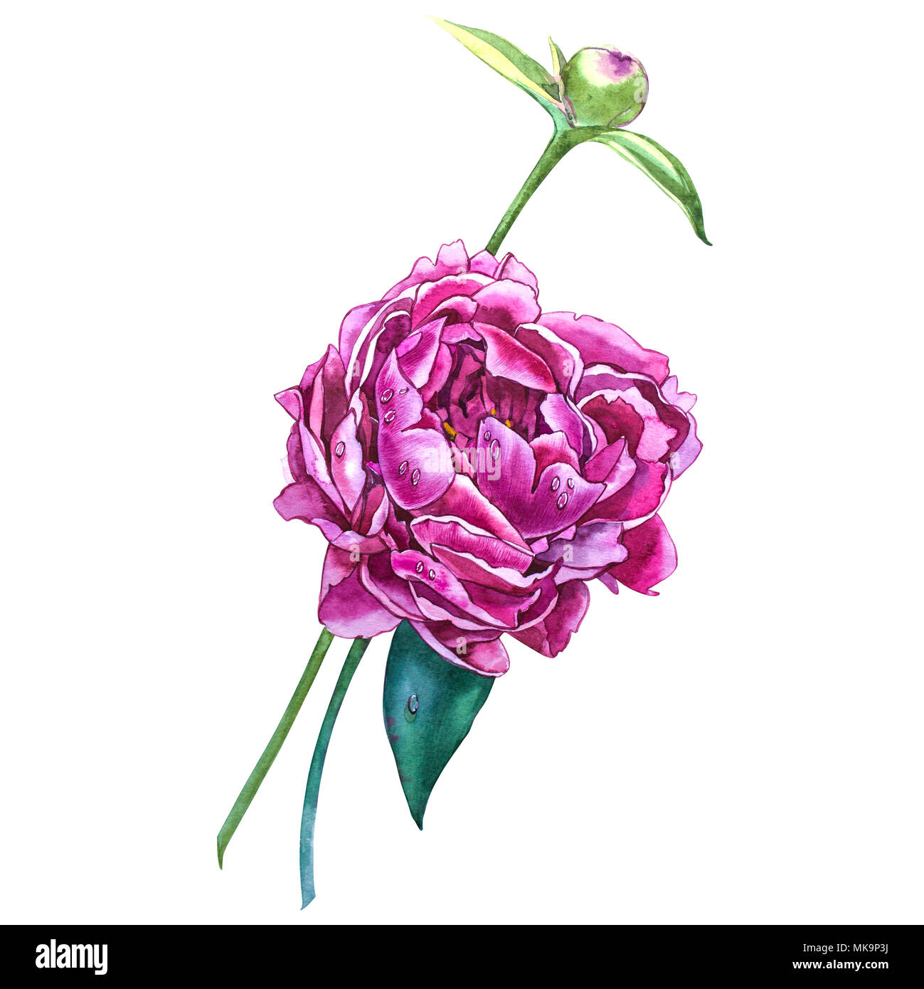 Set watercolor elements of pink peonies. Collection garden flowers ...