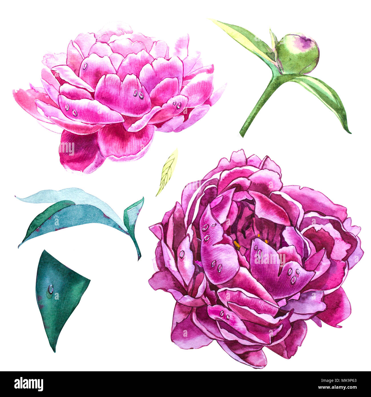 Set watercolor elements of pink peonies. Collection garden flowers ...