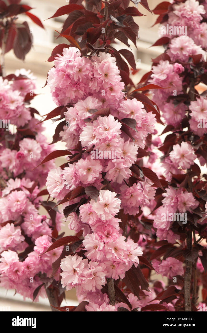 Flowers of double almond tree, pink colour, latin name Prunus dulcis ...