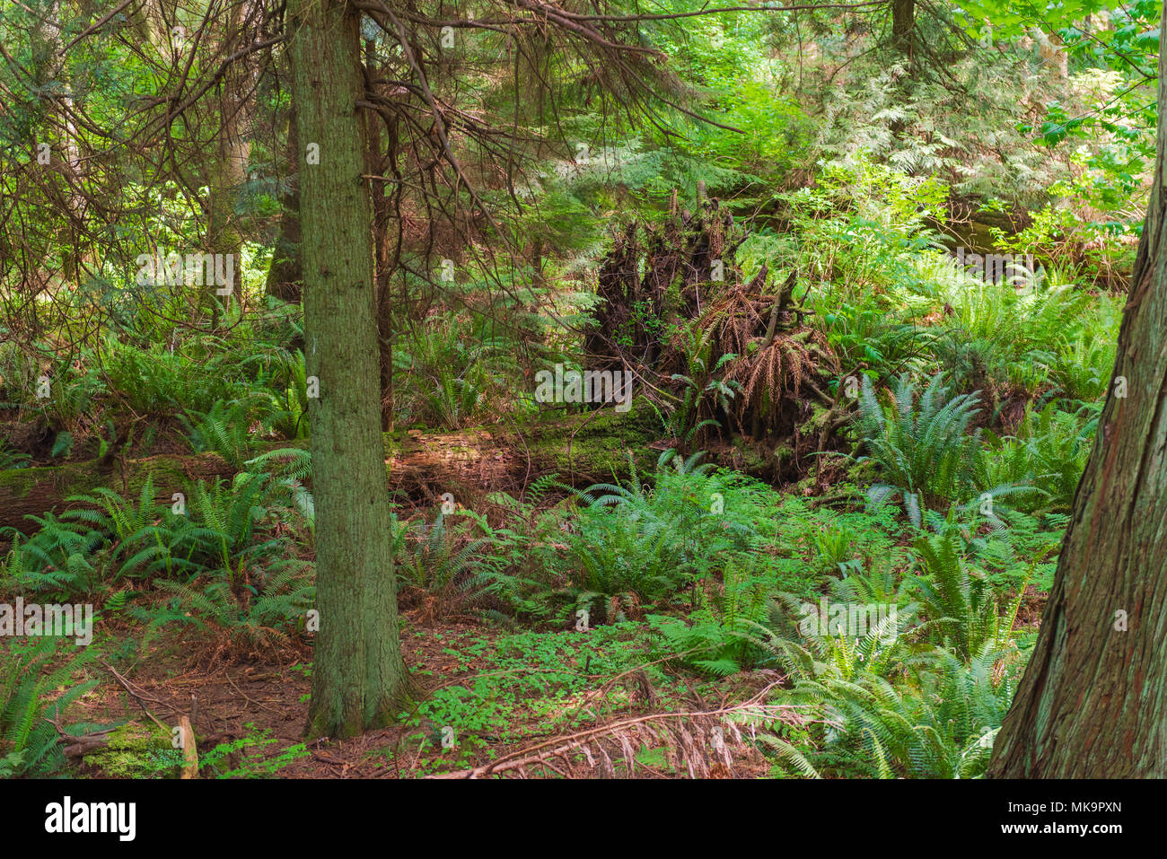 The lush green floor of a rain forest Stock Photo - Alamy