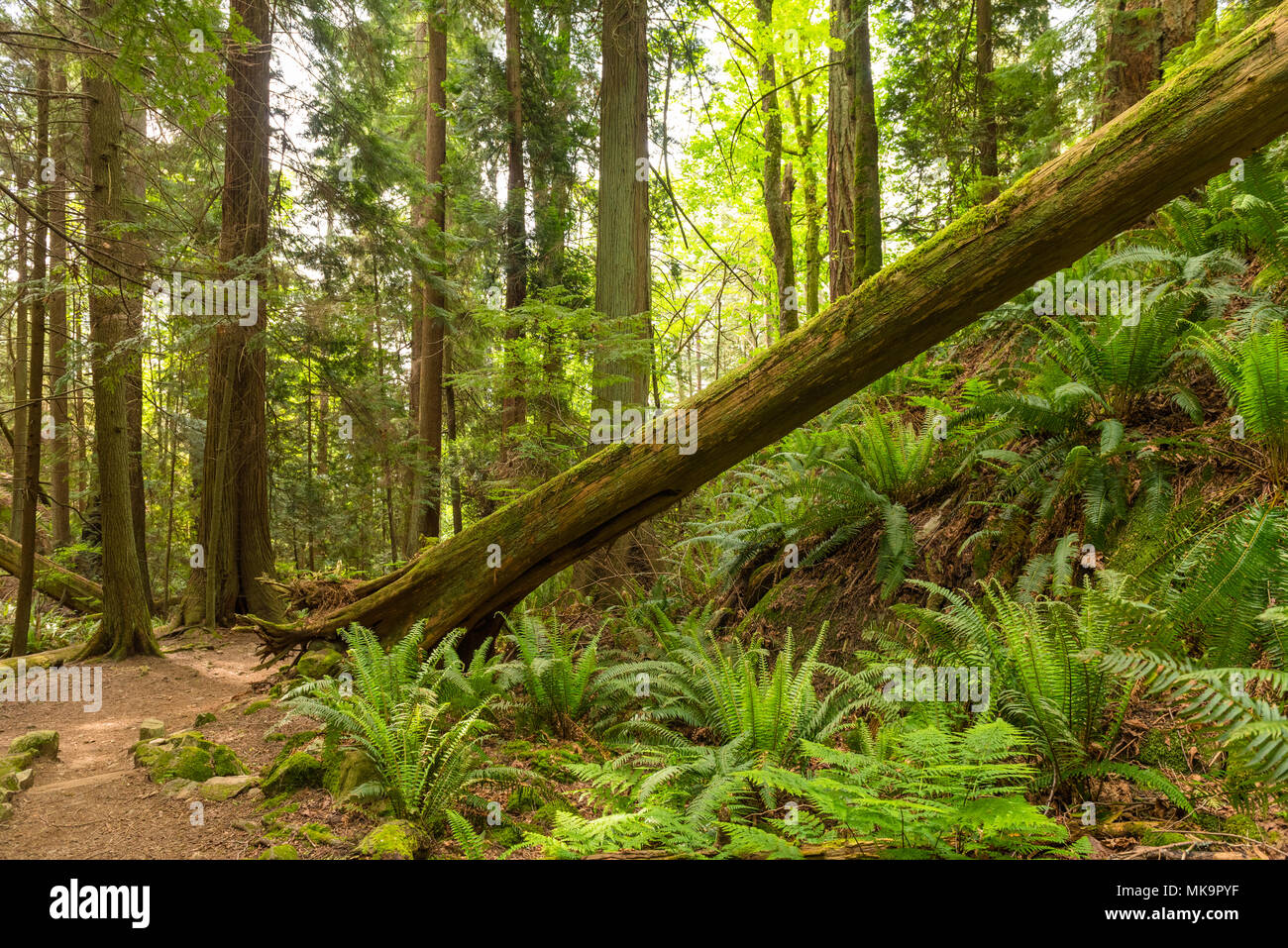 A fallen tree leaning at an angle in the rain forest Stock Photo - Alamy