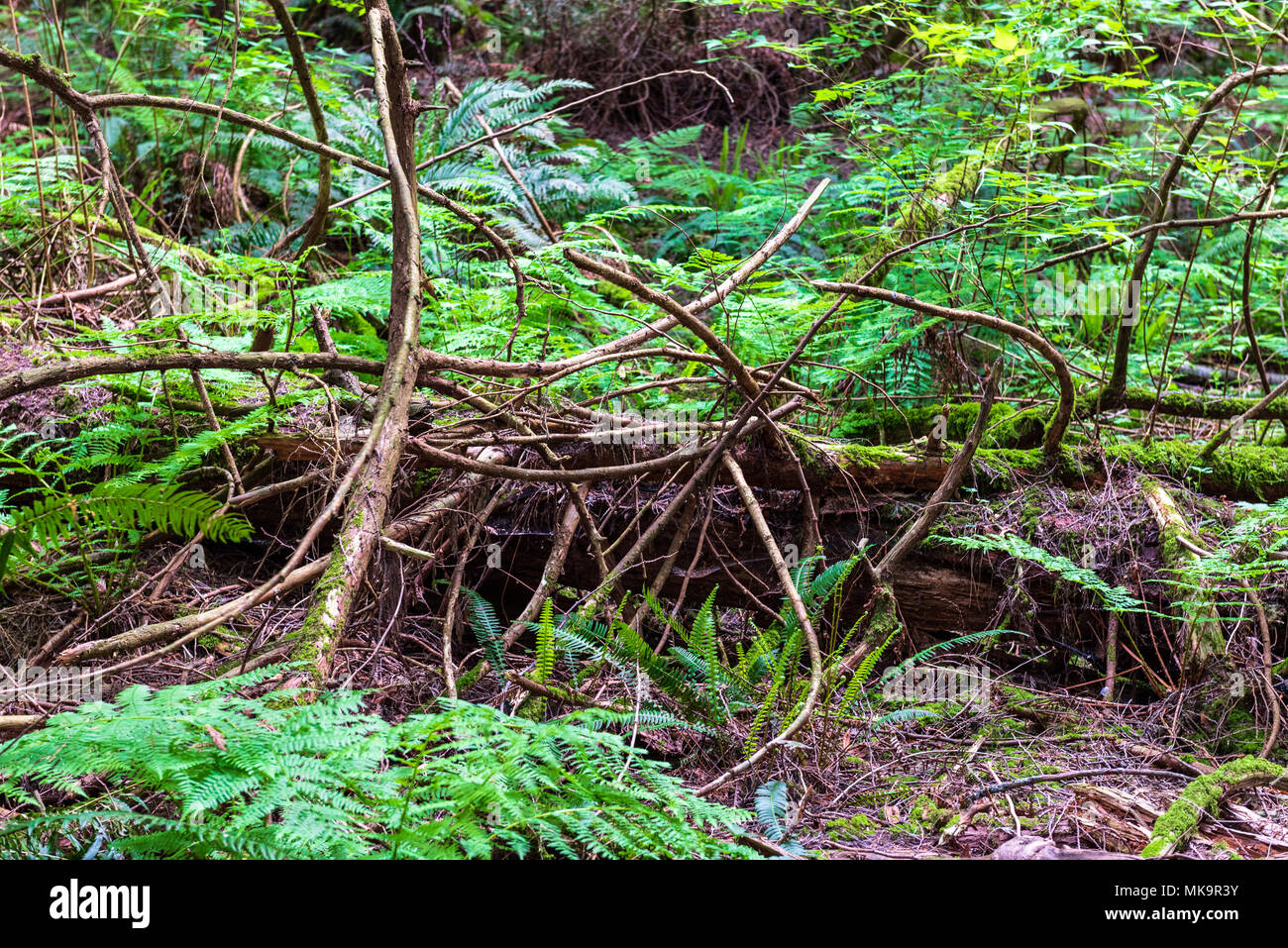A tangled web of vines, fallen trees and green foliage on the rain ...