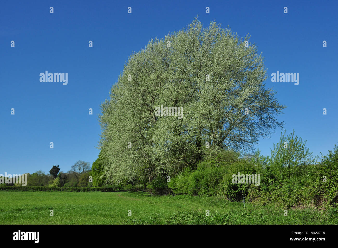 Tree and Hedgerow in Countryside near Weston, Hertfordshire, England ...
