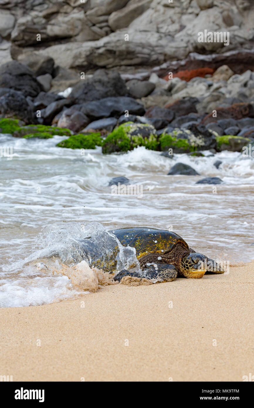 A green sea turtle, Chelonia mydas, an endangered species, makes it’s ...