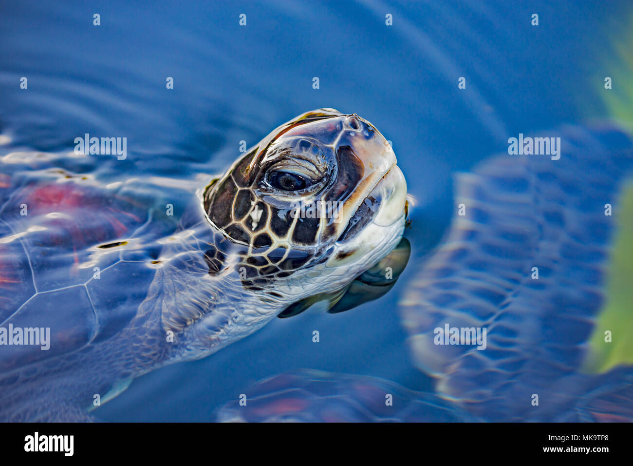 A green sea turtle, Chelonia mydas, an endangered species, lifts if ...