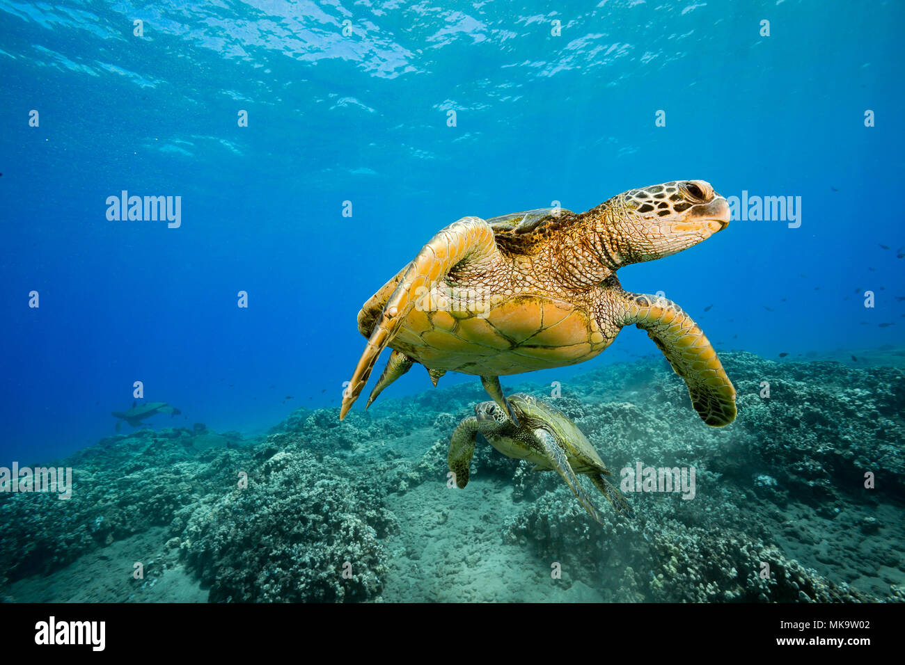 Green sea turtle, Chelonia mydas, an endangered species. Hawaii Stock ...