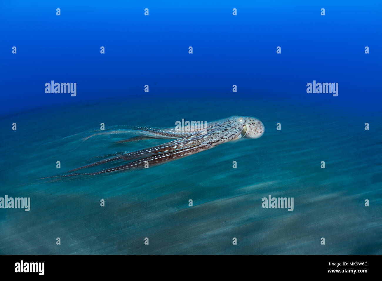 Blurr scene hi-res stock photography and images - Alamy