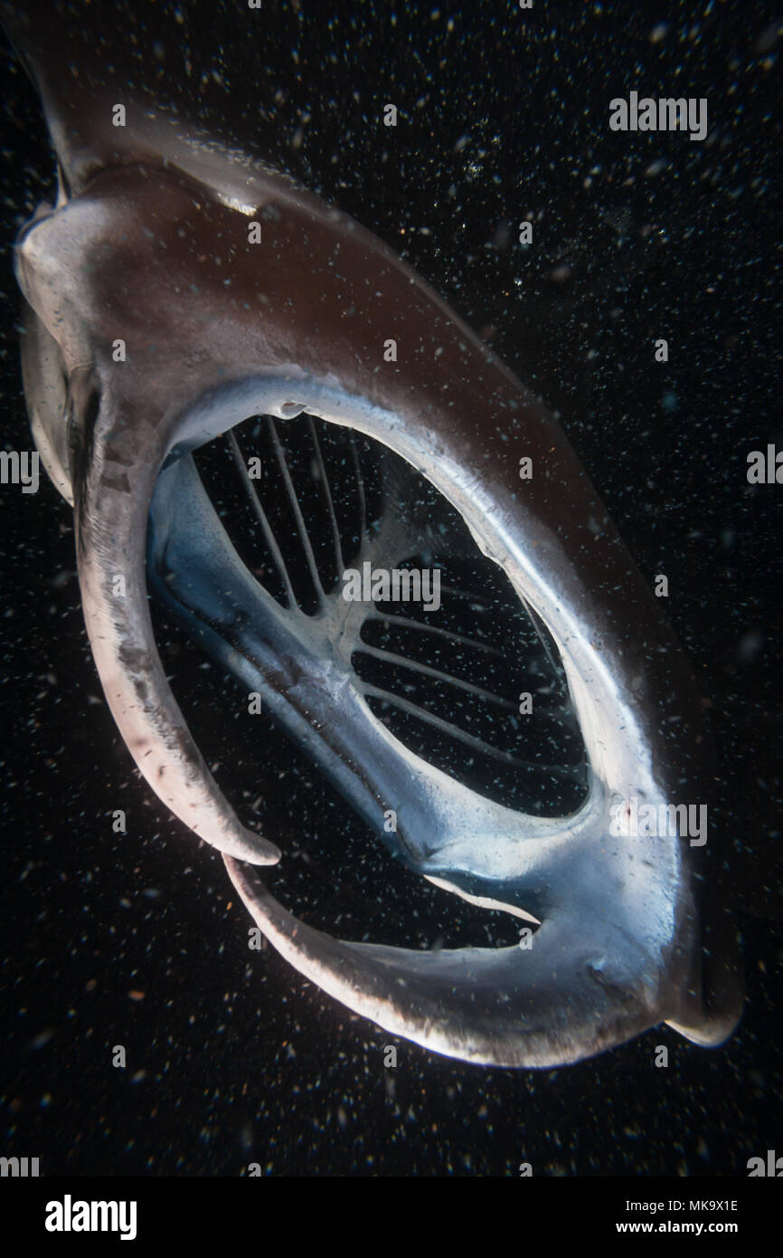 A reef manta ray, Manta alfredi, opens it’s mouth to consume planktonic ...