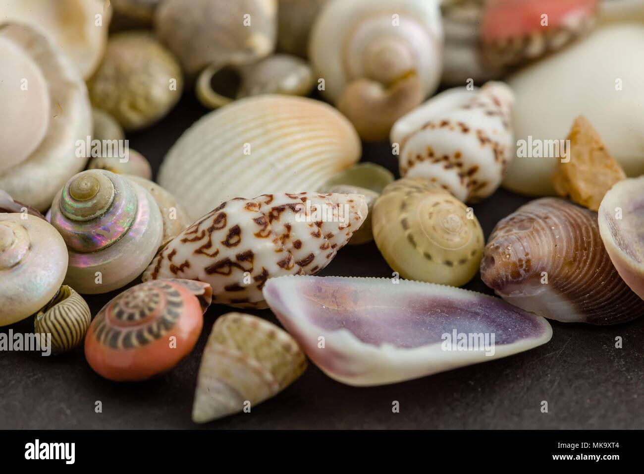Shells shells hi-res stock photography and images - Alamy