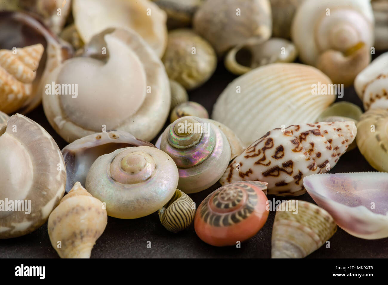 a close up of small sea shells from the sea shore Stock Photo - Alamy