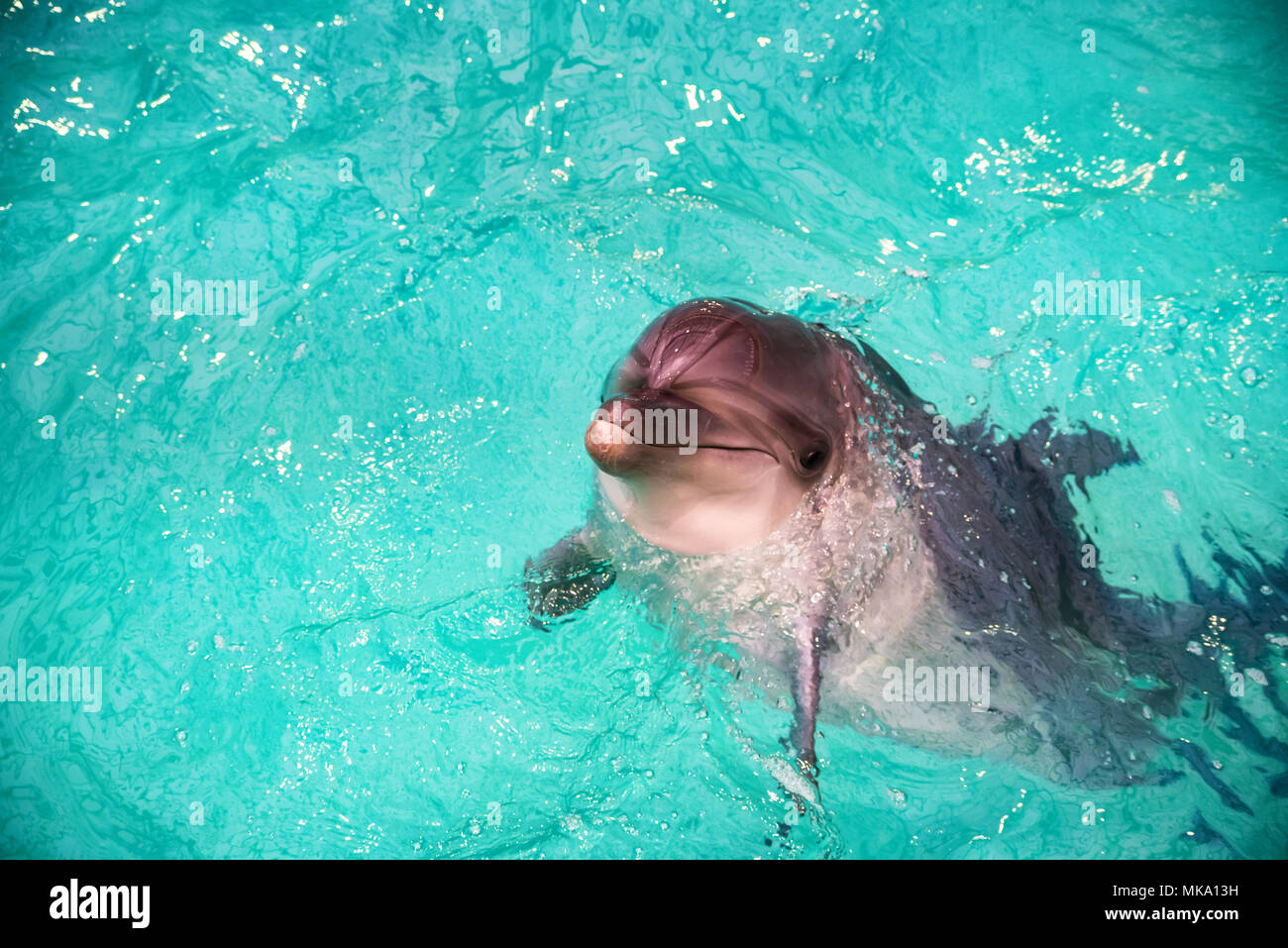 Cute dolphin in pool in dolphinarium Stock Photo - Alamy