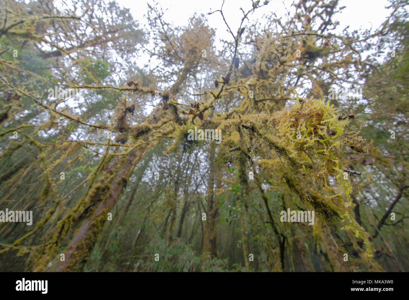 Sikkim forest hi-res stock photography and images - Alamy