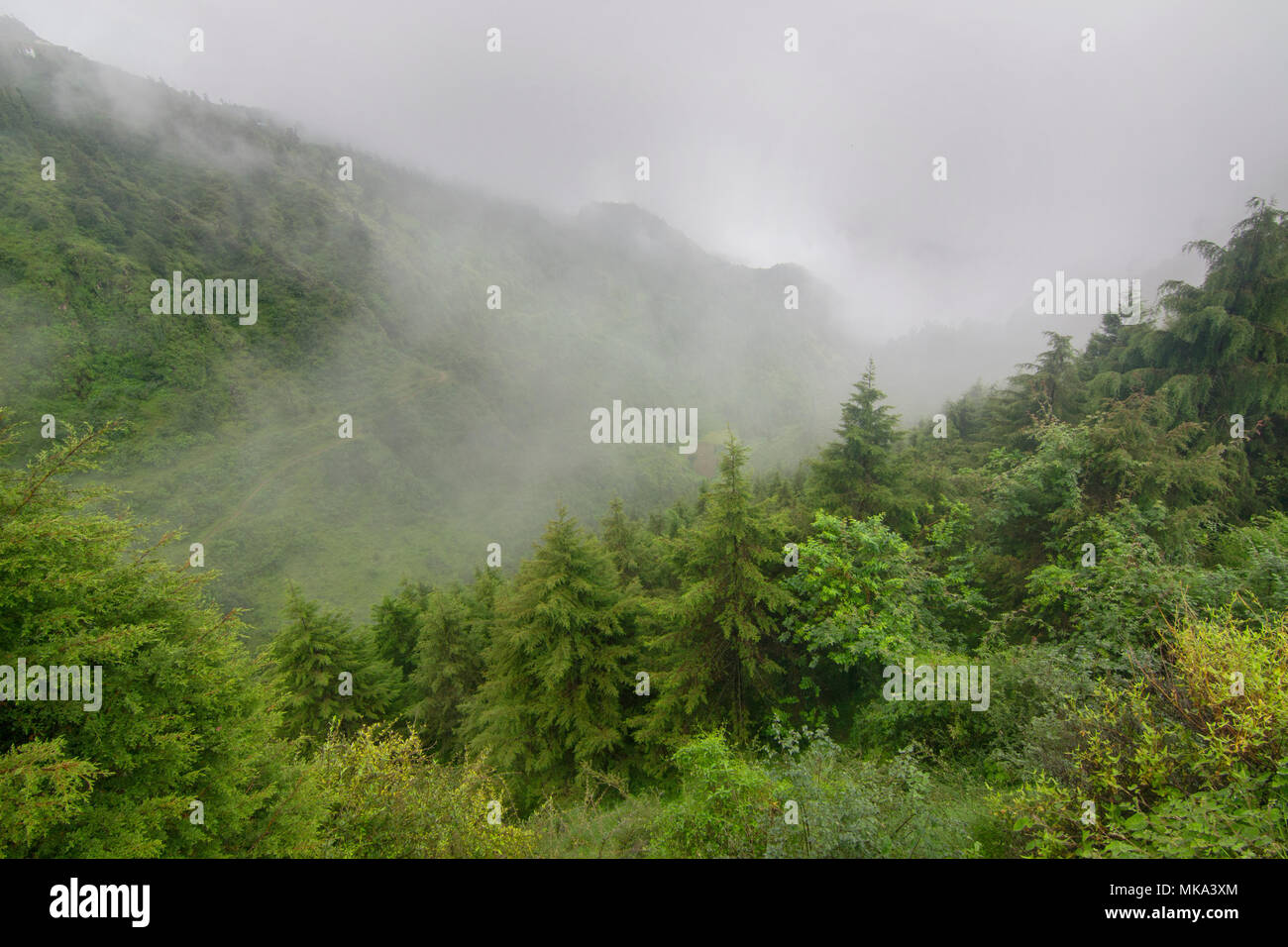 Mountain forests of Himalayas Stock Photo - Alamy