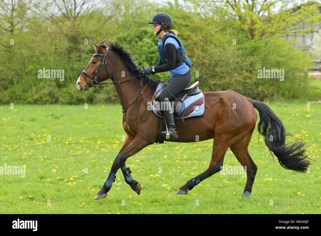 Horse galloping at cross country hi-res stock photography and images ...