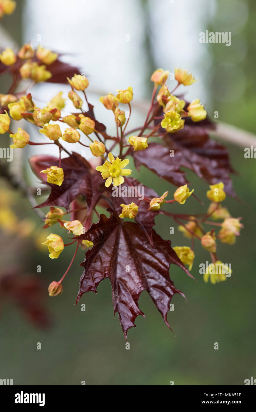 Acer Platanoides 'Goldsworth purple'. Norway Maple tree flowering in ...