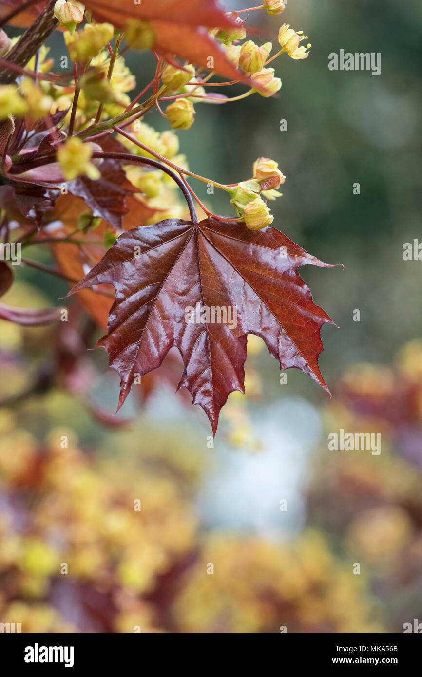 Acer Platanoides 'Goldsworth purple'. Norway Maple tree flowering in ...