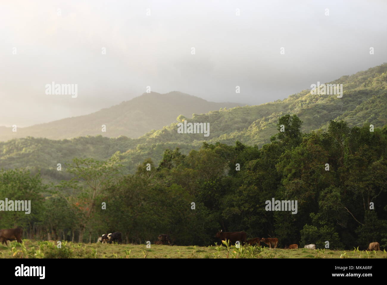 Ful tree hi-res stock photography and images - Alamy