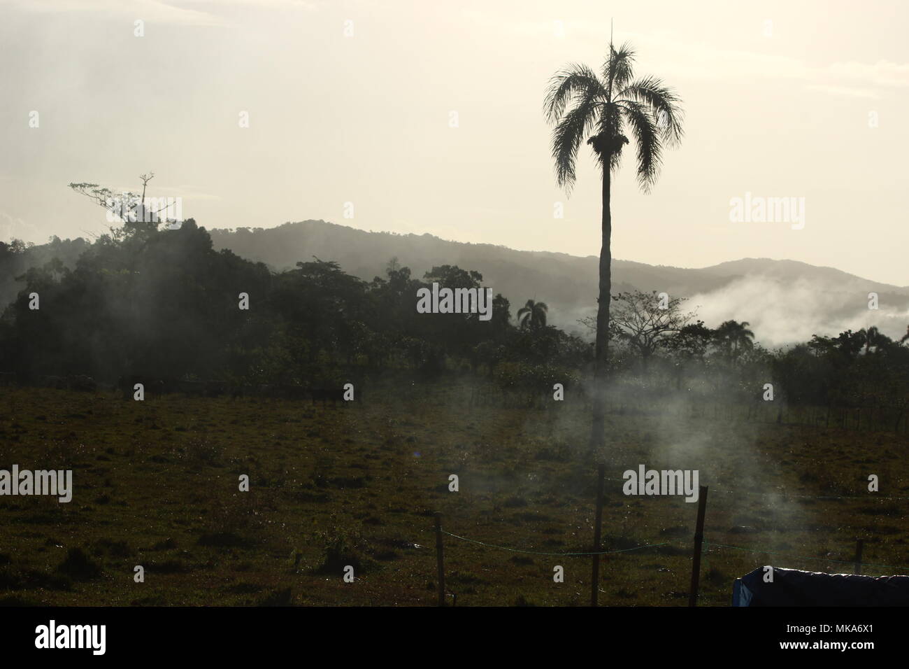 Ful tree hi-res stock photography and images - Alamy