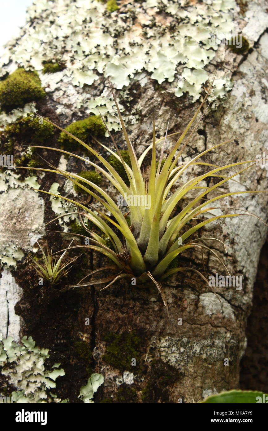 rough texture of the tree Stock Photo - Alamy