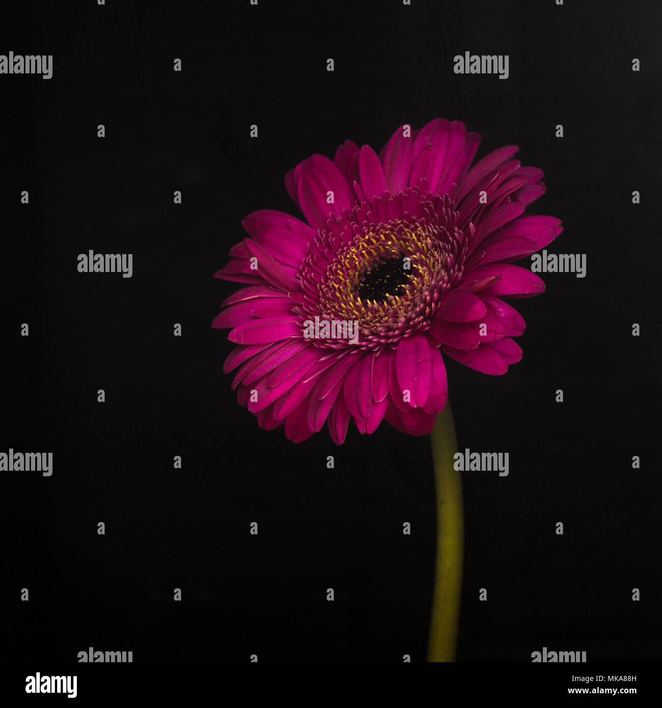 Lone pink flower hi-res stock photography and images - Alamy