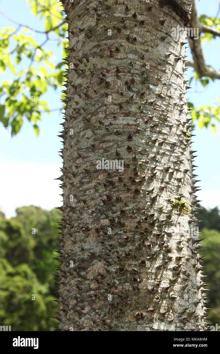 Ful tree hi-res stock photography and images - Alamy