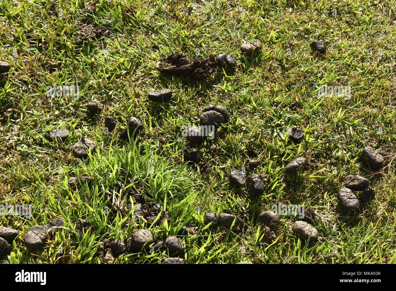 Feces hi-res stock photography and images - Alamy