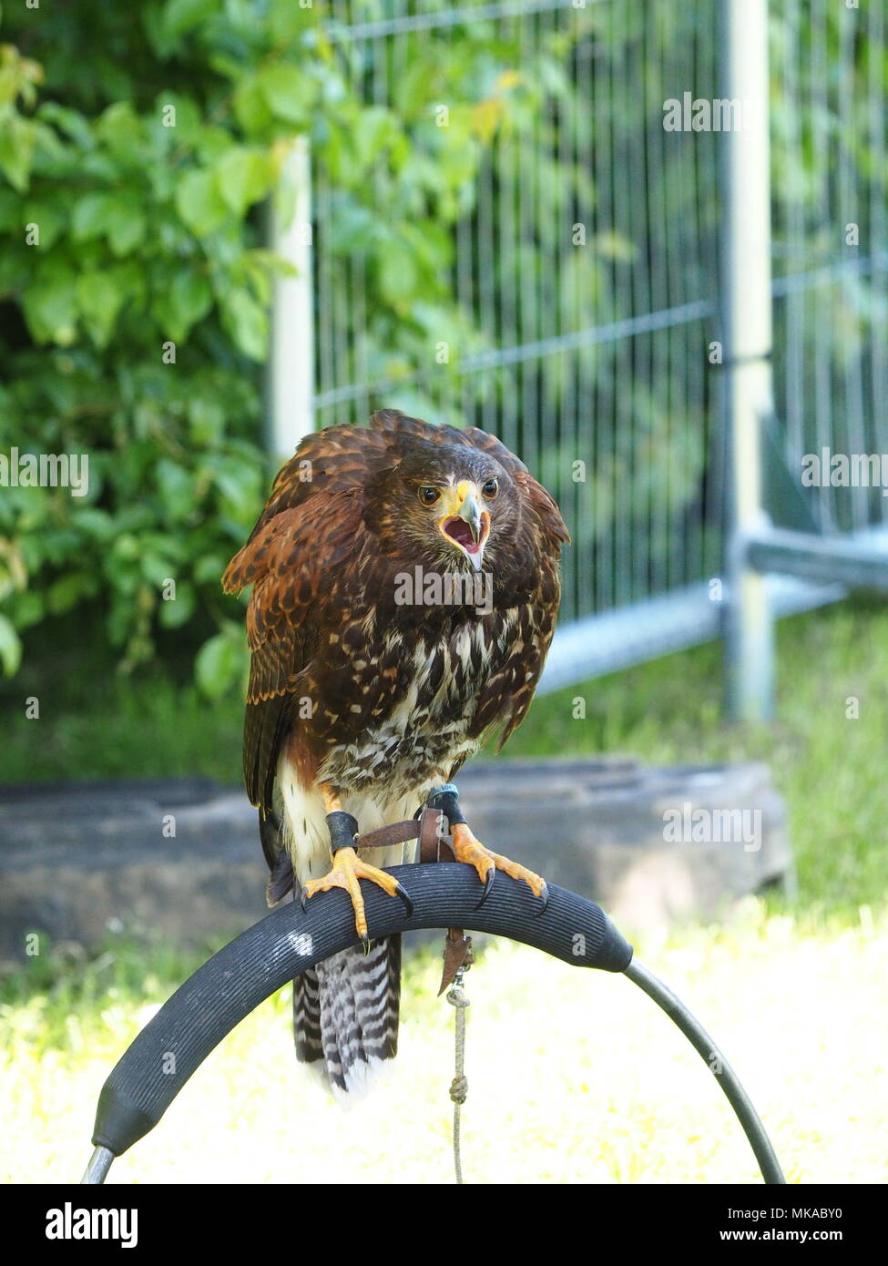Queenborough, Kent, UK. 7th May, 2018. Queenborough is celebrating the ...