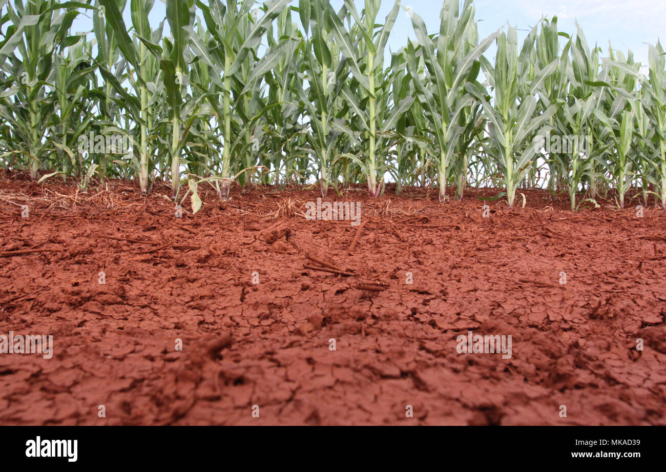 Maize losses hi-res stock photography and images - Alamy